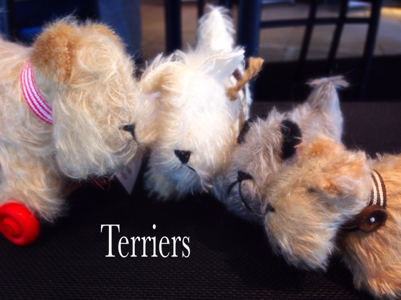★Terriers Of Mansfield★ | blog-design f