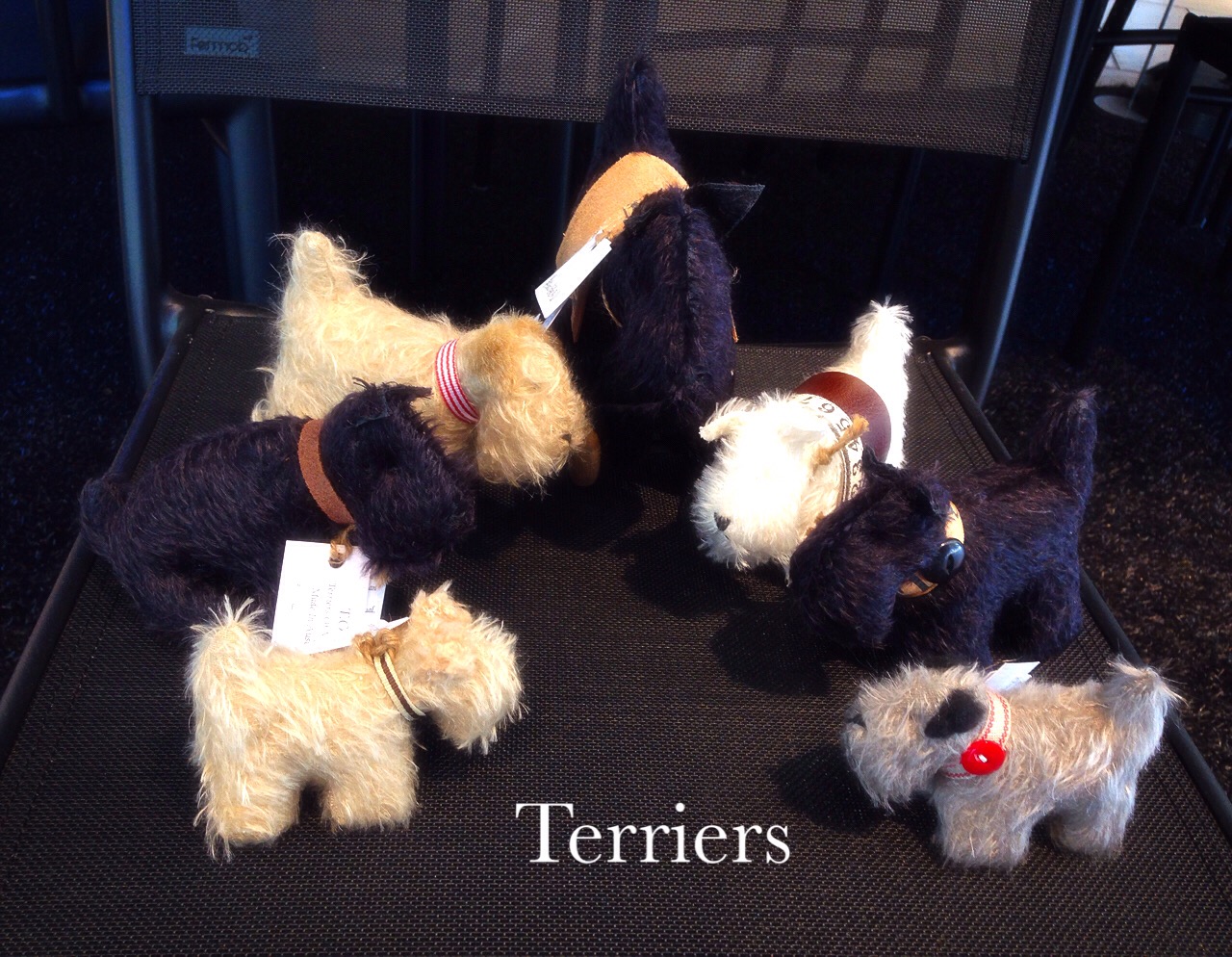 ★Terriers Of Mansfield★ | blog-design f